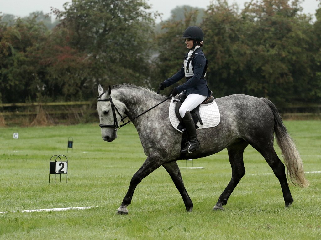Dressage